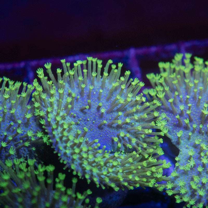 Green Toadstool | AquaGemCorals