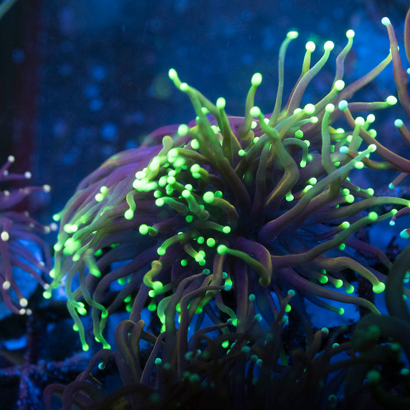 2 Head Assorted Gold Torch | AquaGemCorals