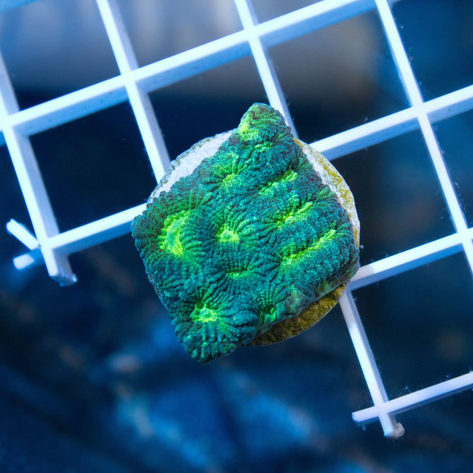 Affordable Corals For Sale | Next Day Shipping Available