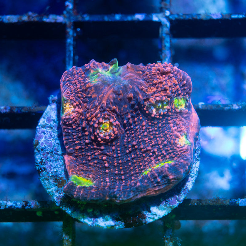 Corals | AquaGemCorals
