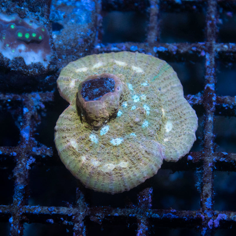 LPS Coral | AquaGemCorals