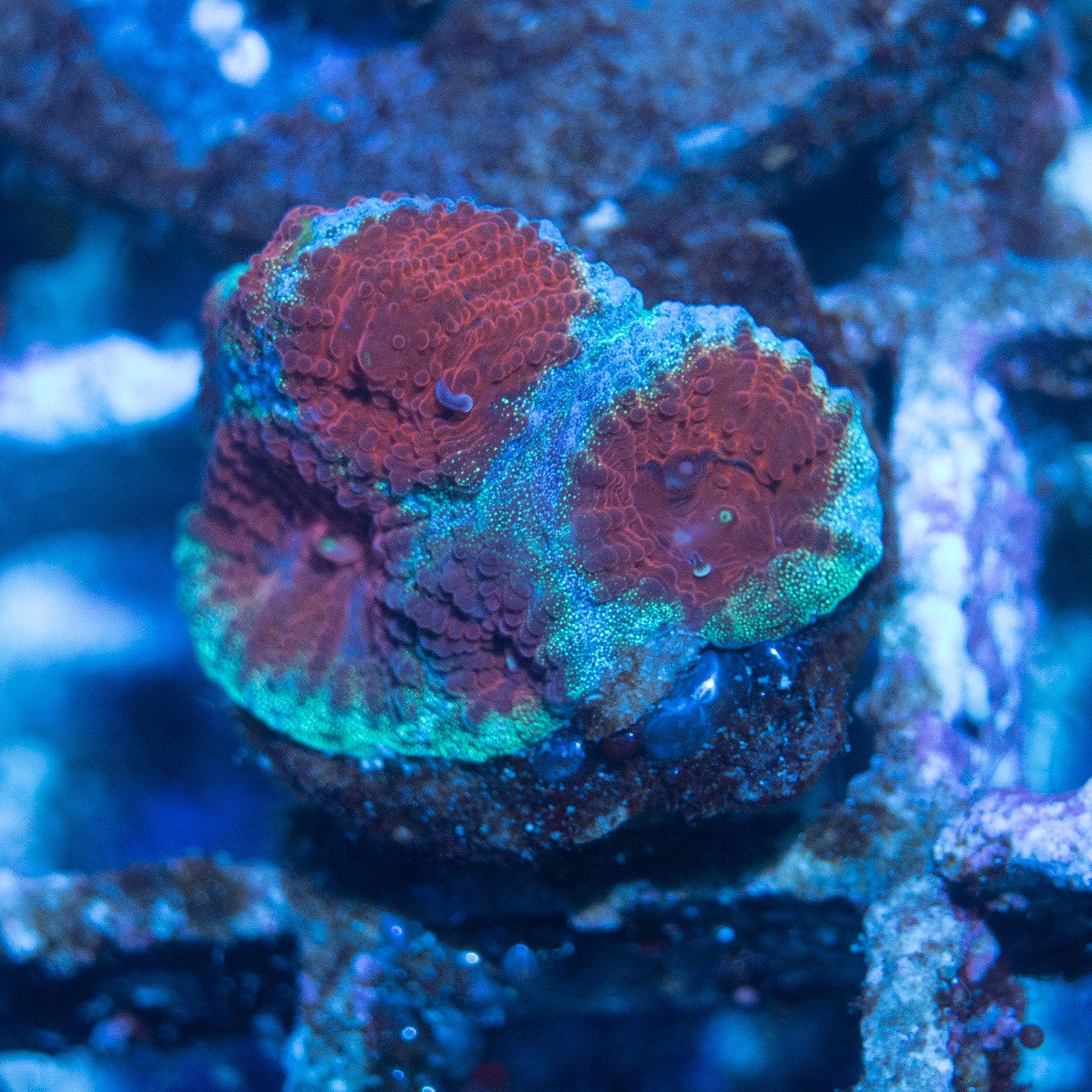 Corals | AquaGemCorals