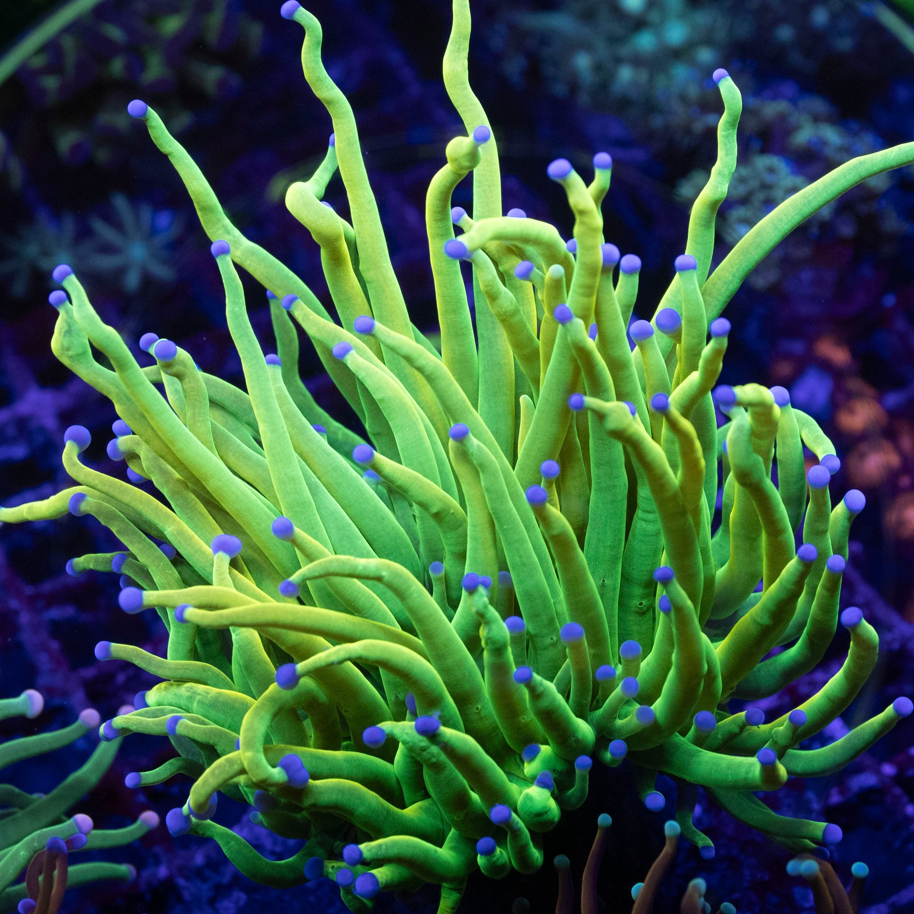 Affordable Corals For Sale | Next Day Shipping Available