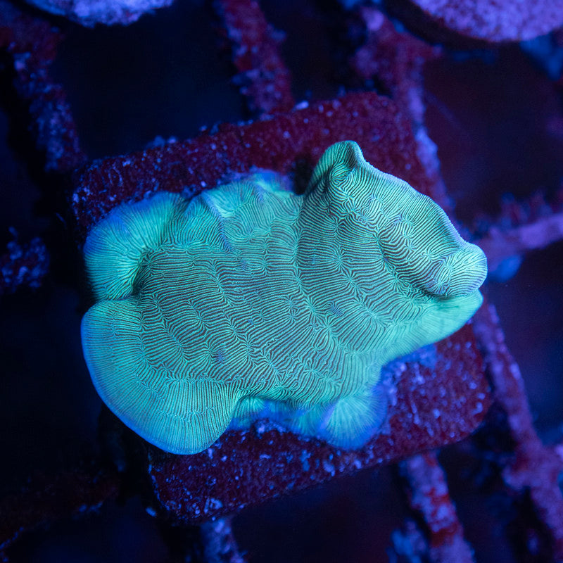 Mint Chip Pavona | AquaGemCorals