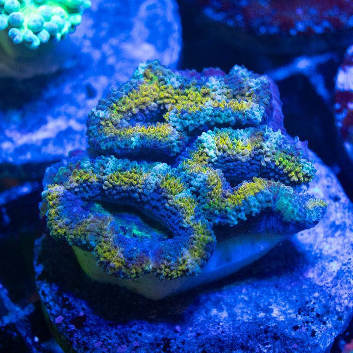 Corals | AquaGemCorals