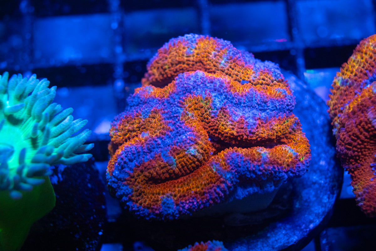 Corals | AquaGemCorals