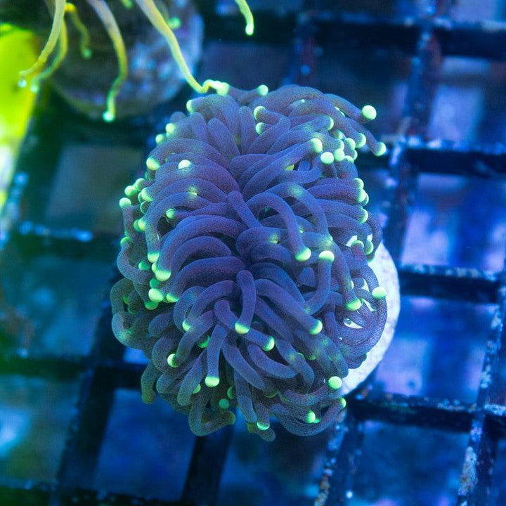 Corals | AquaGemCorals