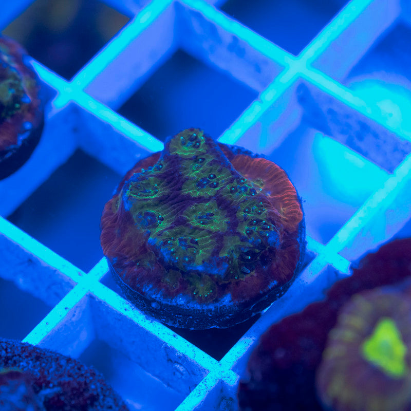 UC Flame Boy Favia | AquaGemCorals