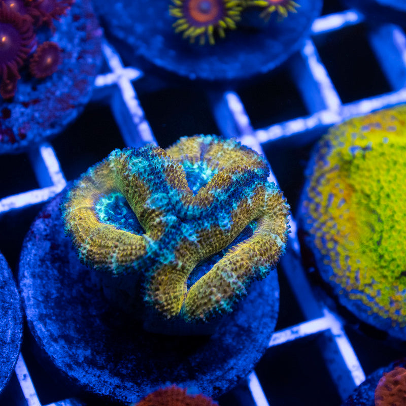 Ultra Grade Acan | AquaGemCorals