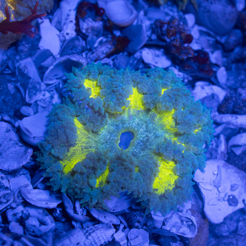 Ultra Rock Flower Anemone | AquaGemCorals