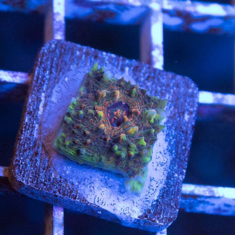 Affordable Corals For Sale | Next Day Shipping Available