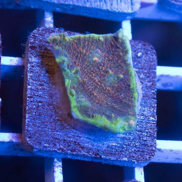 Affordable Corals For Sale | Next Day Shipping Available