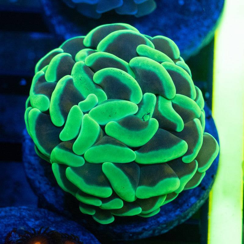 Aussie Green Branching Hammer 2” in diameter | AquaGemCorals